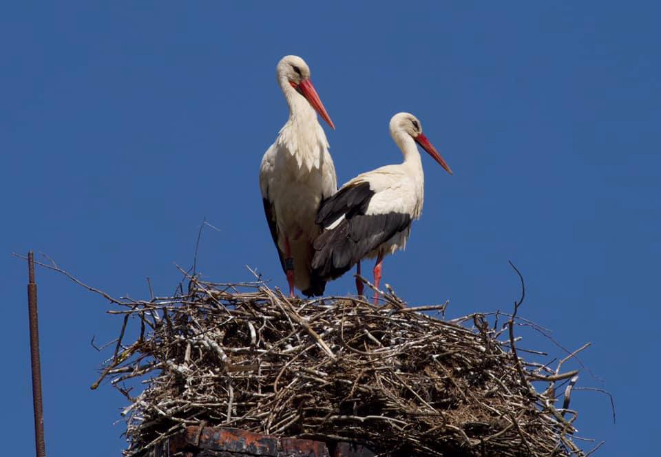 White Stork from 391 31 Balkova Lhota, Czechia on May 9, 2022 at 04:36 ...