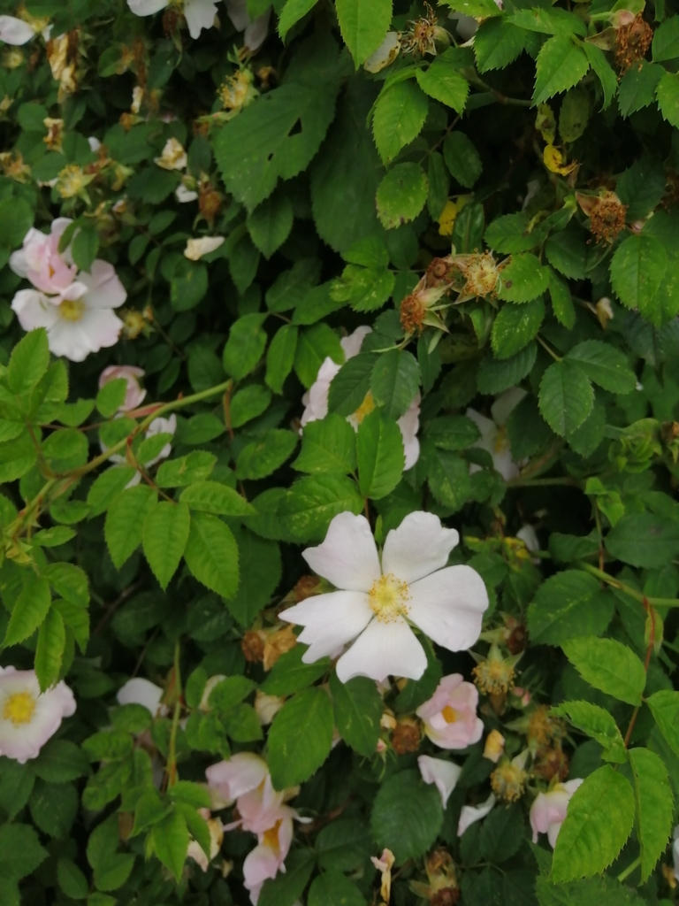 Dog-rose from Manchester M19, UK on June 12, 2022 at 01:52 PM by Sarah ...