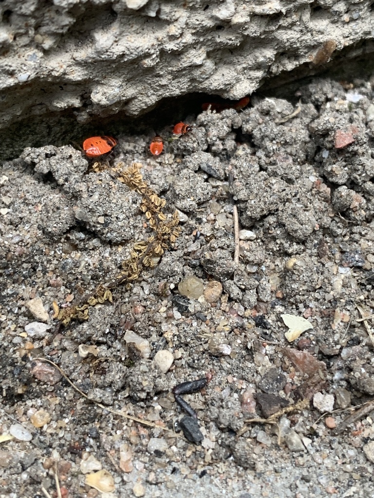 European Firebug from Raudondvario pl., Kaunas, Kaunas Region, LT on ...