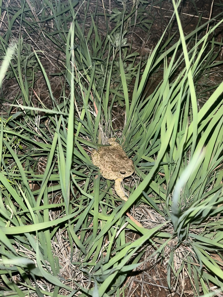Woodhouse's Toad from E County Road 1300, Erick, OK, US on June 10 ...