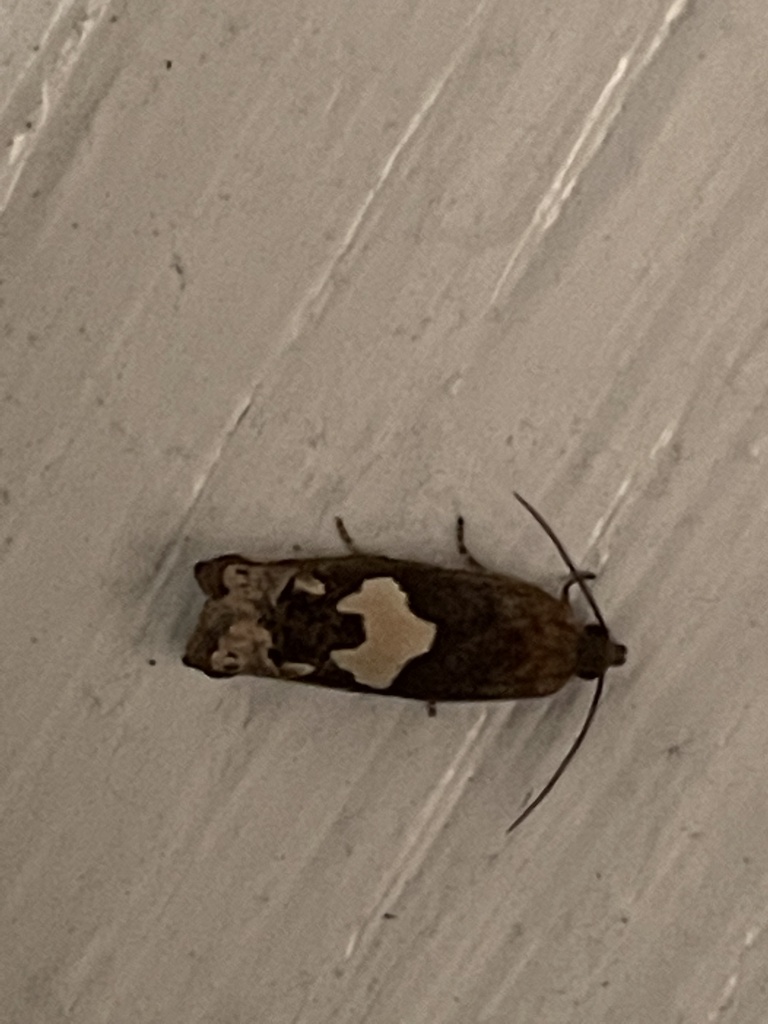 Bidens Borer Moth from Country Ln, Brewster, MA, US on June 11, 2022 at ...