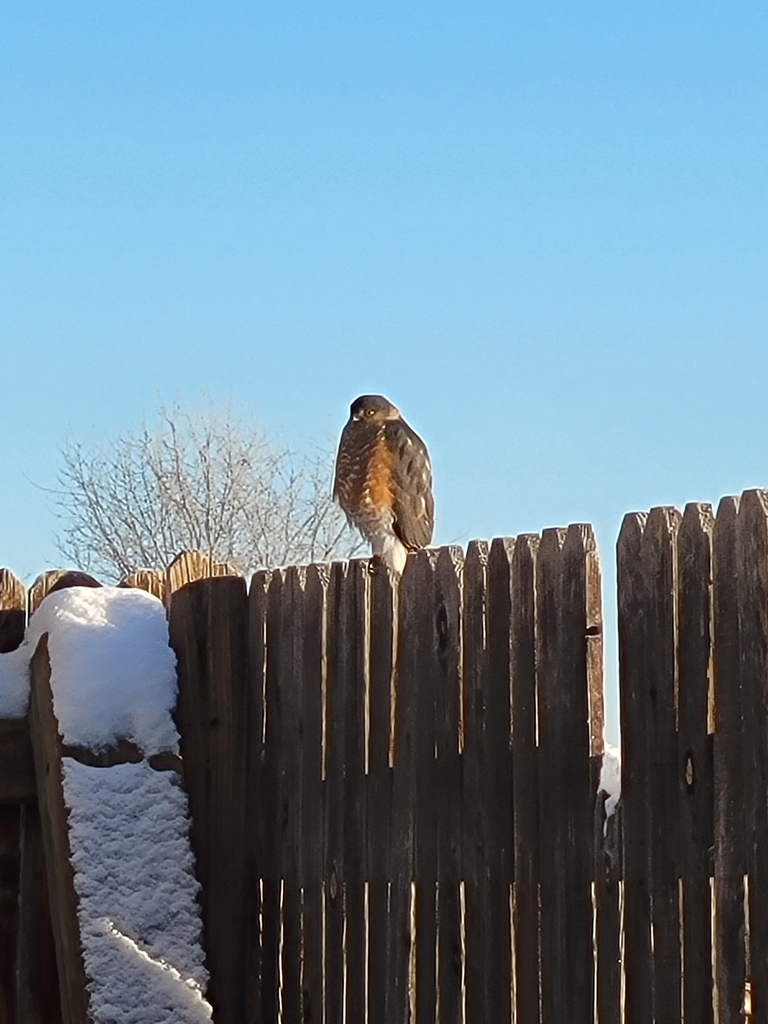 Sharp-shinned Hawk from Spring Creek Meadows, CO 80013, USA on February ...
