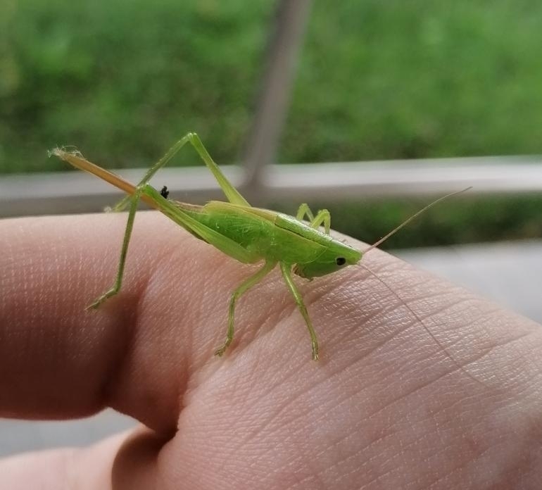 Large Conehead from Zaprešić, Hrvatska on May 26, 2022 by Ćibarić ...