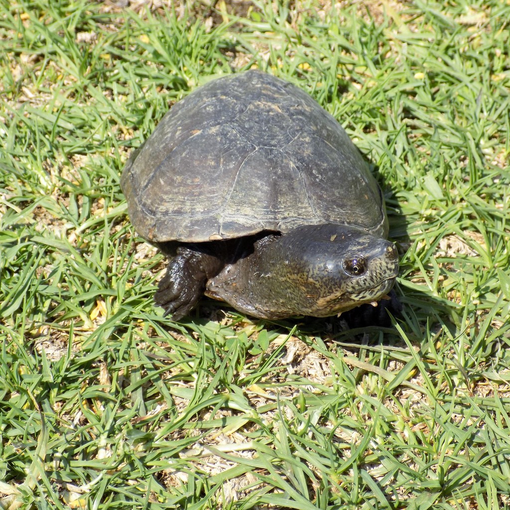 Mexican Mud Turtle from Acambay de Ruíz Castañeda, Méx., México on June ...