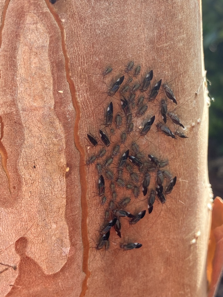 Tree Cattle from Henry Homberg Golf Course, Beaumont, TX, US on June 13 ...