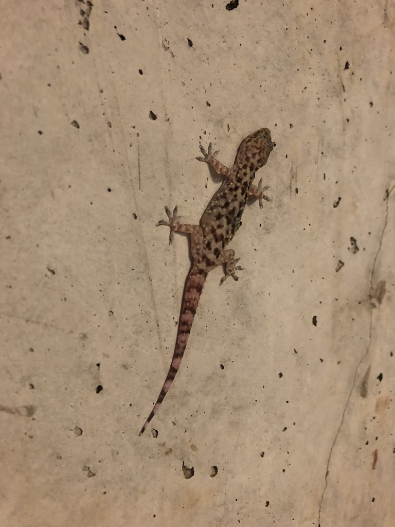 Mediterranean House Gecko from Levy Dr, Fayetteville, NC, US on June 11 ...