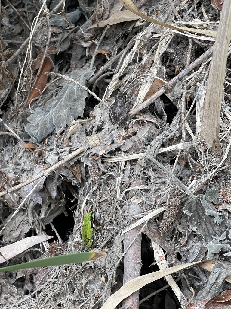 Baja California Tree Frog from Riverside, CA, US on June 13, 2022 at 08 ...