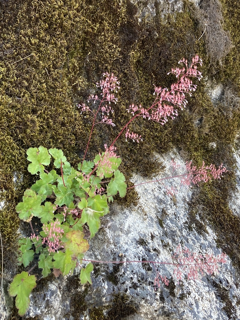 crevice alumroot from Yosemite National Park, Groveland, CA, US on June ...