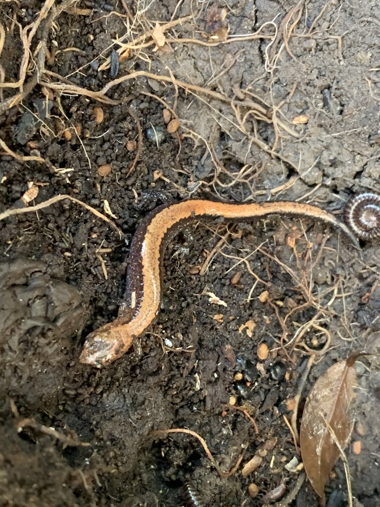 Eastern Red-backed Salamander from Tompkins, New York, United States on ...