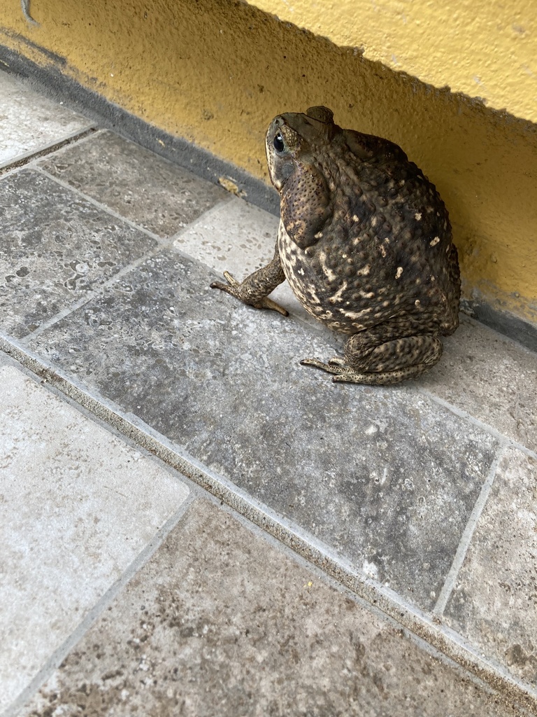 Giant Toad in June 2022 by Jacob Dorris · iNaturalist
