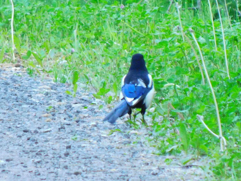 Eurasian Magpie from Адмиралтейская улица, Синявино, Ленинградская ...
