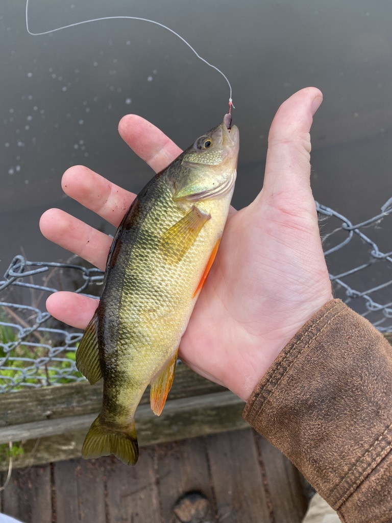 Yellow Perch from Lake Shore Dr W, Ashland, WI, US on June 13, 2022 at ...