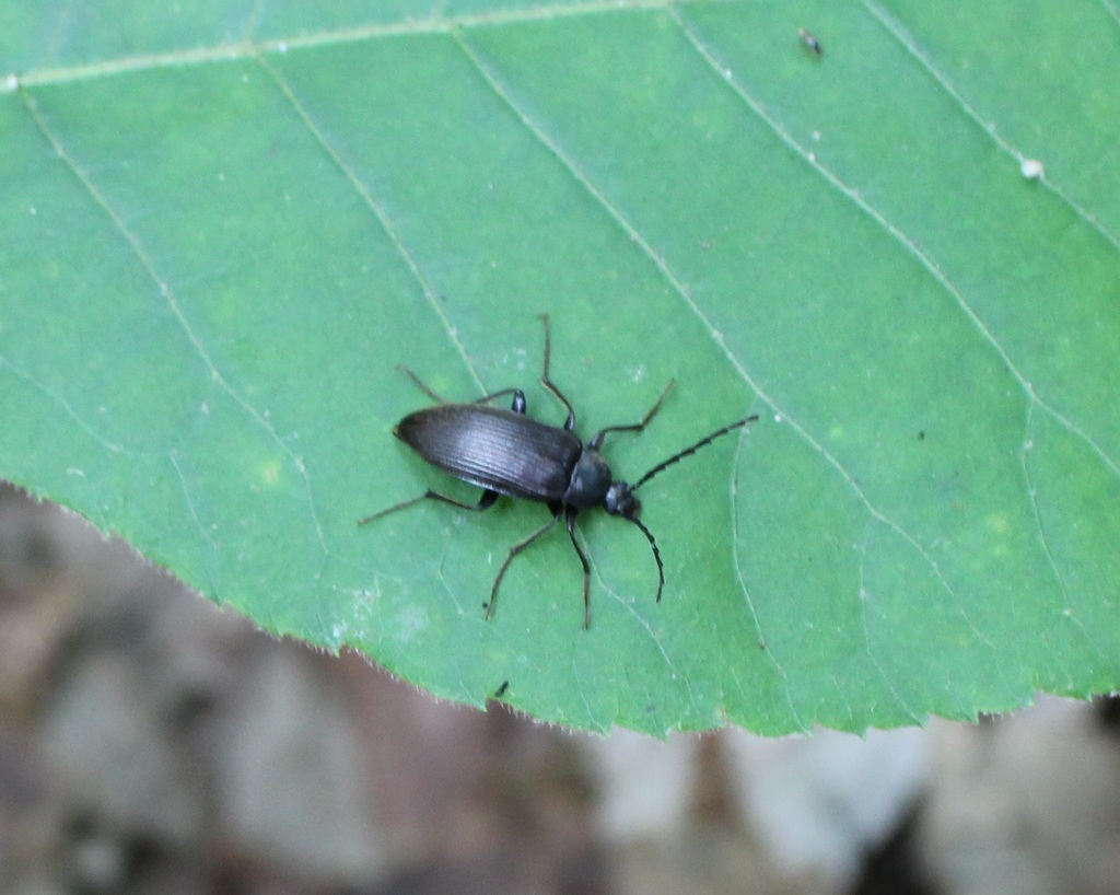 Comb-clawed Darkling Beetles from Fentress County, TN, USA on June 13 ...