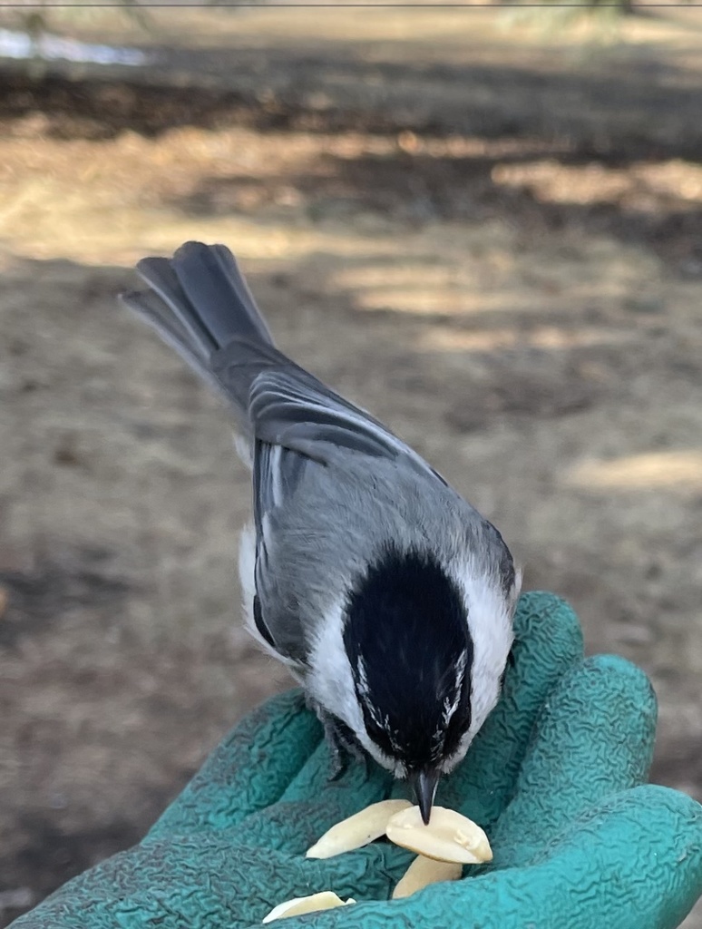 Black-capped × Mountain Chickadee from Prince's Island, Calgary, AB, CA ...