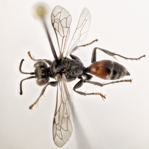 Harpactus exiguus · iNaturalist