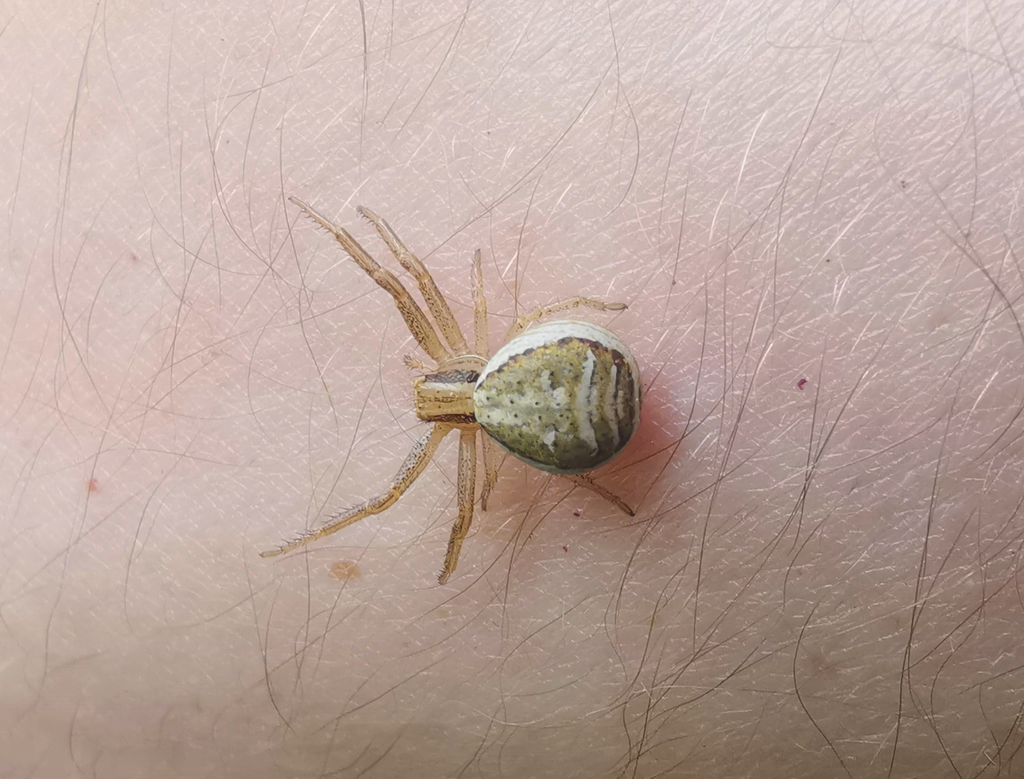 Swamp Crab Spider from Dębniki, Kraków, Polska on June 13, 2022 at 11: ...