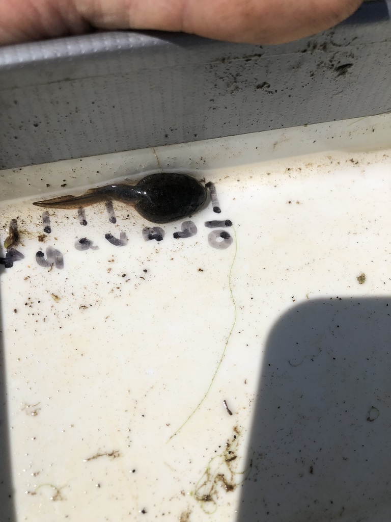 American Bullfrog from King County, WA, USA on May 31, 2022 at 11:05 AM ...