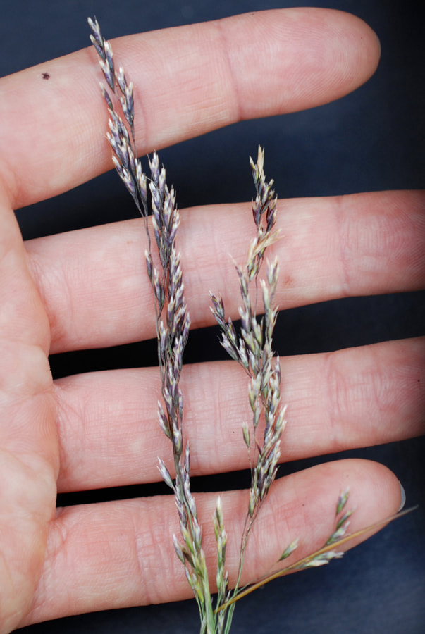 tufted hair grass (Level 1 GDE - SCNF Common Species) · iNaturalist