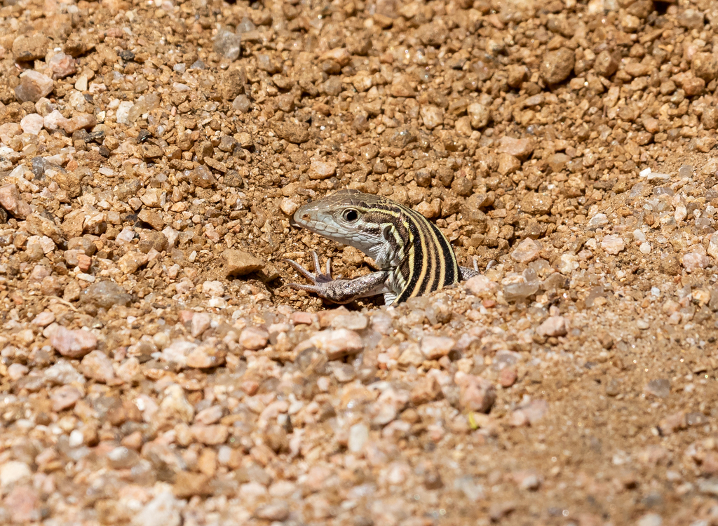 Common Spotted Whiptail from South Side, Corpus Christi, TX, USA on ...