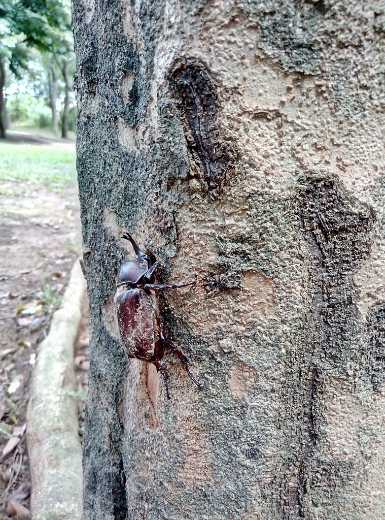 Trypoxylus dichotomus tsunobosonis from 334台灣桃園市八德區榮興路189巷205-1號 on ...