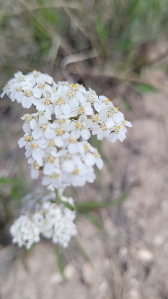 common yarrow from Dry Gulch, CA-BC-EK, CA-BC, CA on June 11, 2022 at ...