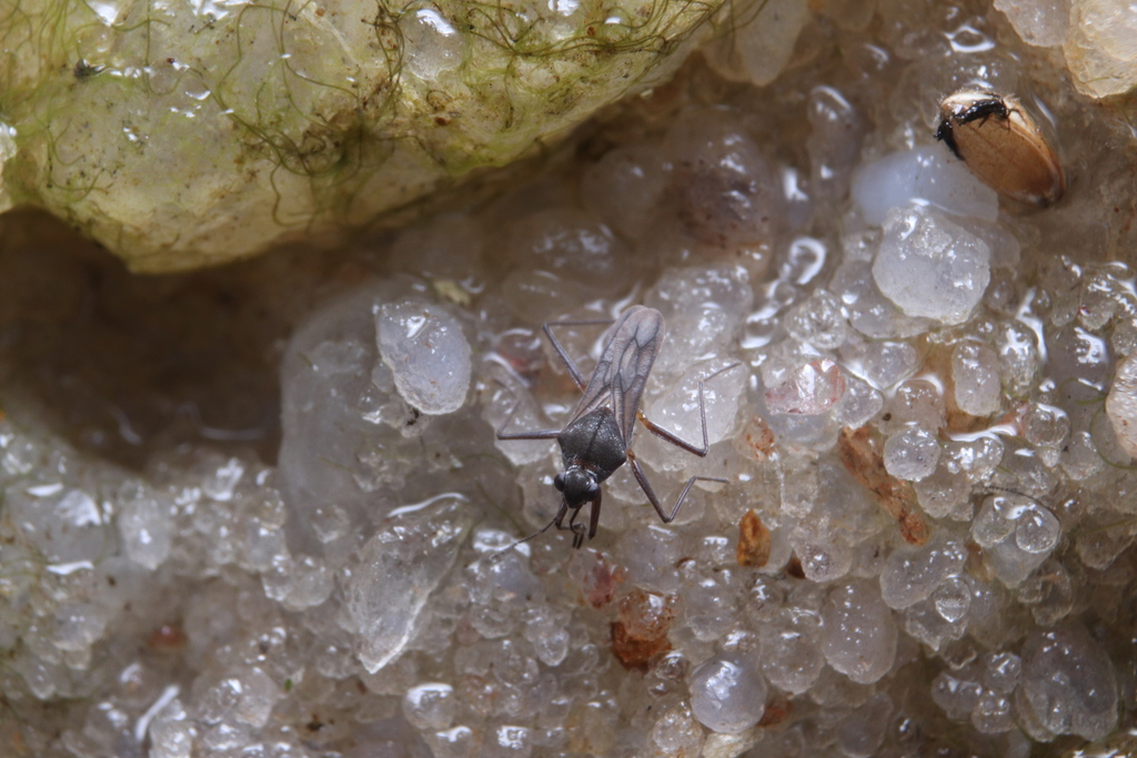 Microvelia from Diamantina - MG, 39100-000, Brasil on June 13, 2022 at ...