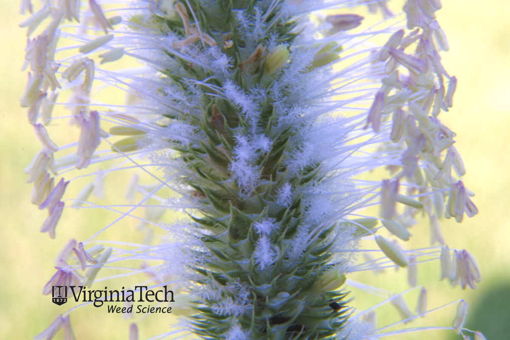 Timothy grass (Level 1 GDE - SCNF Common Species) · iNaturalist