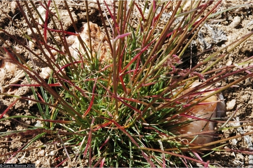 Sandberg bluegrass (Level 1 GDE - SCNF Common Species) · iNaturalist