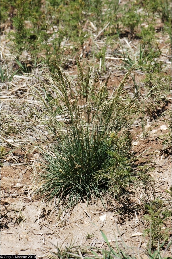 Sandberg bluegrass (Level 1 GDE - SCNF Common Species) · iNaturalist