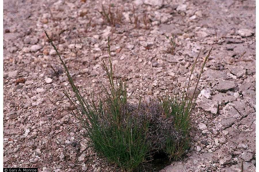 Sandberg bluegrass (Level 1 GDE - SCNF Common Species) · iNaturalist