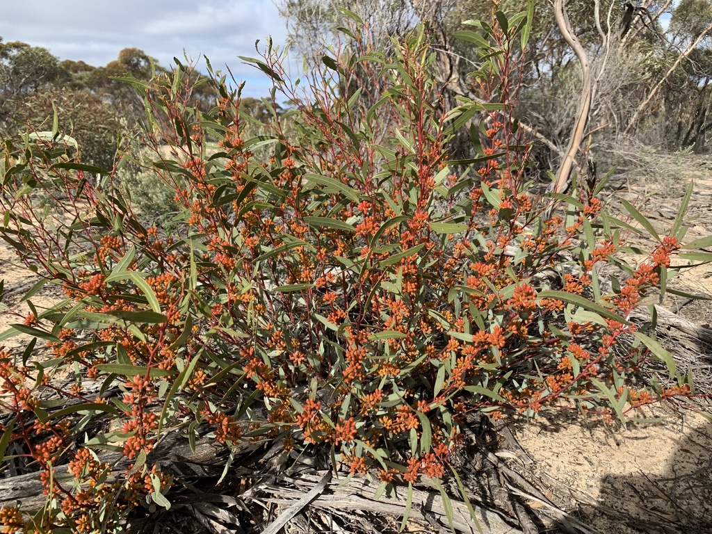 Slender-leaf Mallee in June 2022 by 5i. b3rg · iNaturalist