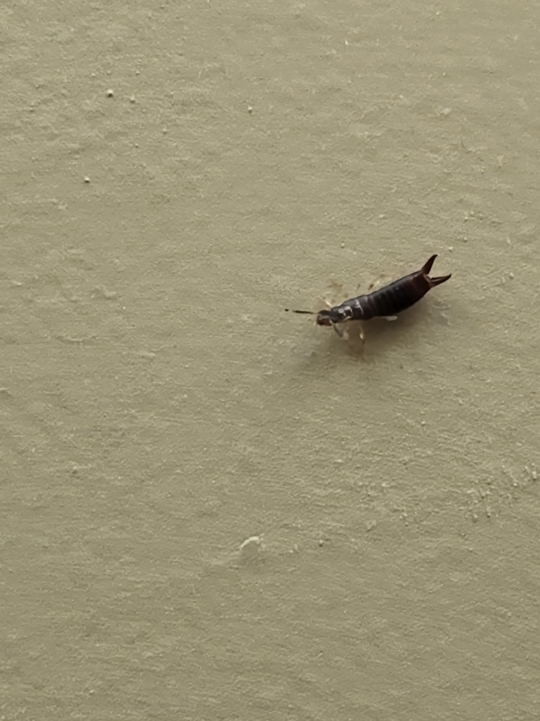 Ring-legged Earwig from Midway, FL, USA on June 13, 2022 at 09:05 PM by ...
