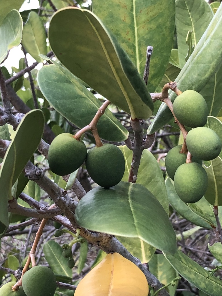 Madagascar Olive from Mid-Beach, Miami Beach, FL, US on June 13, 2022 ...