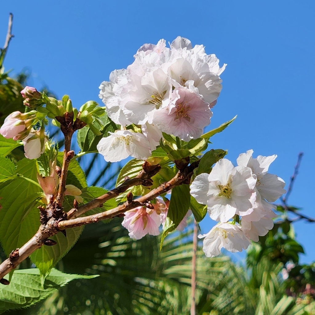 Japanese Cherry from Tai Po Waterfront Park on April 4, 2022 at 03:28 ...
