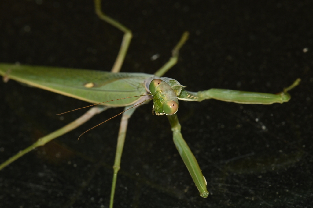 Giant Asian Mantis from 台灣嘉義縣 on November 05, 2021 at 08:40 AM by Chen ...