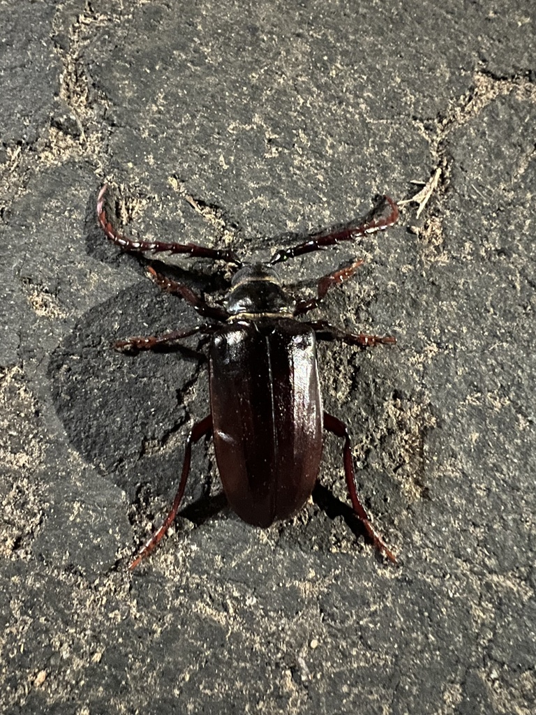 California Root Borer Beetle from Sierra Rd, San Jose, CA, US on June ...