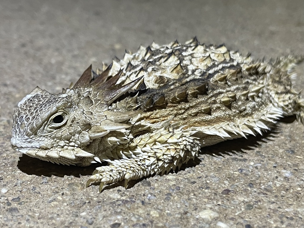 Regal Horned Lizard from Tucson & Scottsdale Golf Vacations, Oro Valley ...