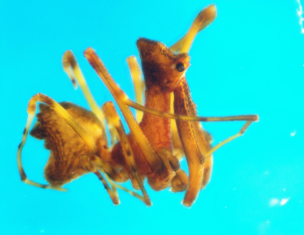 Austrarchaea judyae from Balmoral Ridge QLD 4552, Australia on June 14 ...