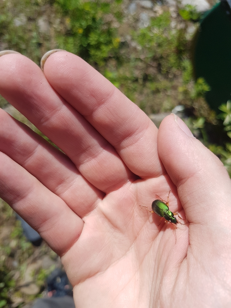 Green Pubescent Ground Beetle from Bloomfield Ridge, NB E6A 1W2, Canada ...