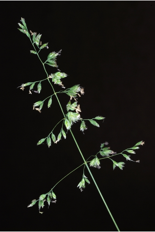 Kentucky Bluegrass (Level 1 GDE - SCNF Common Species) · iNaturalist