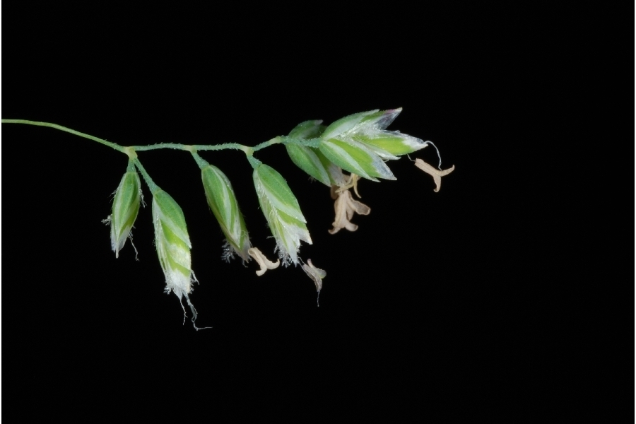 Kentucky Bluegrass (Level 1 GDE - SCNF Common Species) · iNaturalist