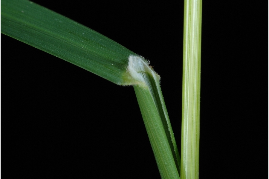 Kentucky Bluegrass (Level 1 GDE - SCNF Common Species) · iNaturalist