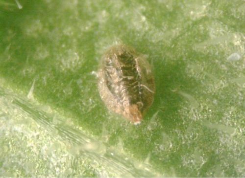 Subfamily Eretmocerinae · iNaturalist