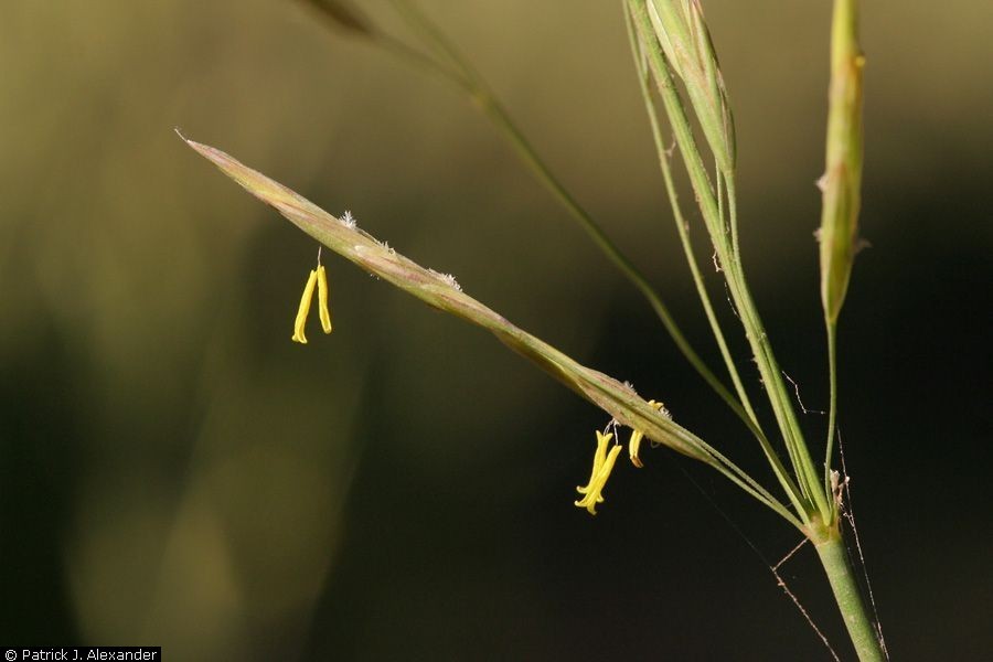 Smooth Brome (Level 1 GDE - SCNF Common Species) · iNaturalist