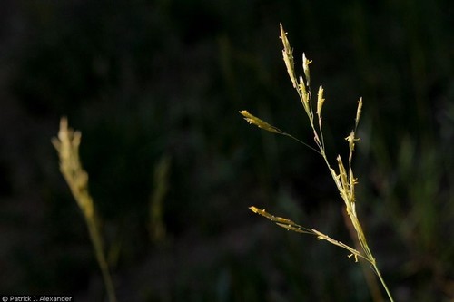 Smooth Brome (Level 1 GDE - SCNF Common Species) · iNaturalist