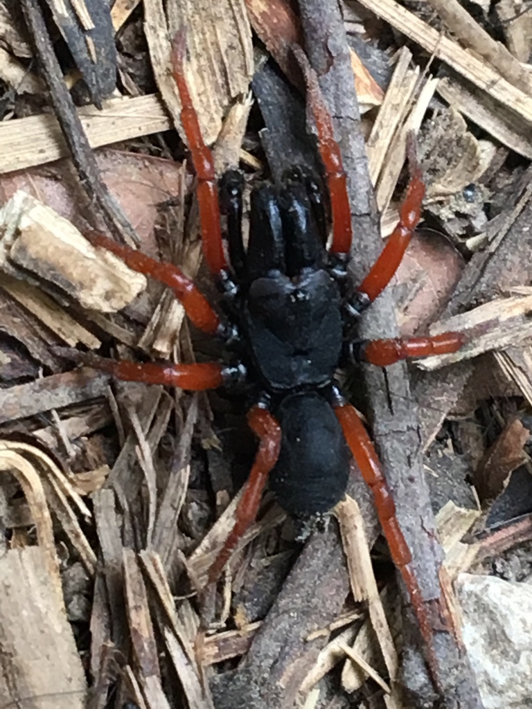 Red-legged Purseweb Spider from 21099 Hideaway Estates Rd, Petersburg ...