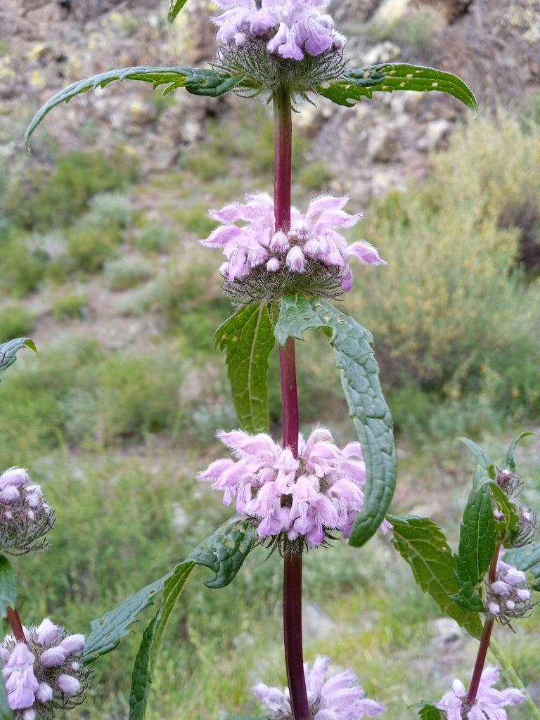 Tuberous Jerusalem sage from Малчин, Монгол Улс on June 20, 2021 at 06: ...