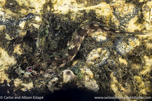 Trambollo listo (Dialommus macrocephalus)
