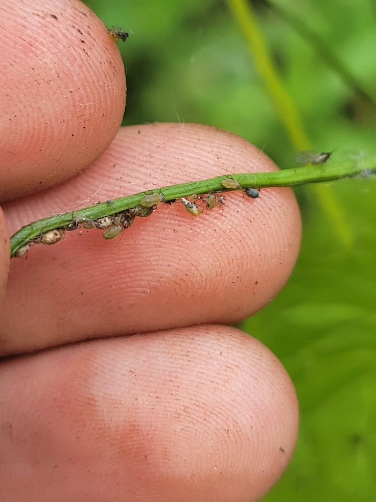 Garlic Mustard Aphid from Hopkins, MN 55345, USA on June 14, 2022 at 11 ...
