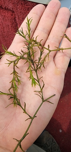 Subespecie Najas guadalupensis olivacea · NaturaLista Colombia